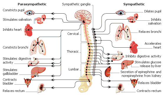 Sympathetic Dominance | Salina Family Chiropractic